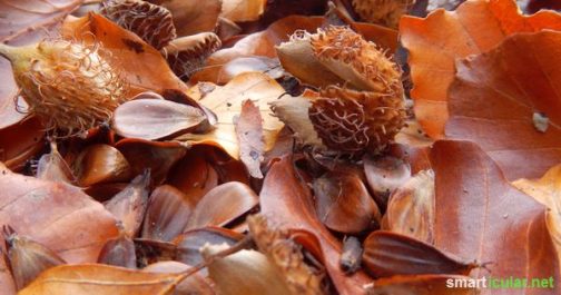 Bucheckern - vielseitiger Genuss aus heimischen Wäldern – smarticular ...