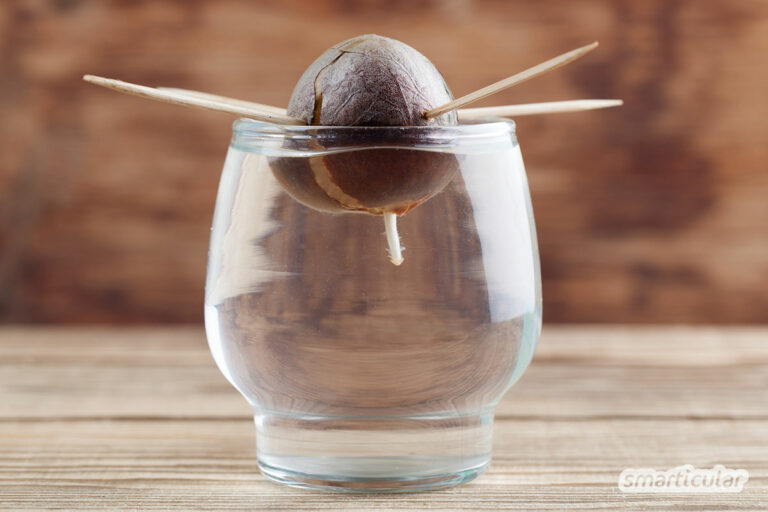 Avocadokern In Alkohol Einlegen