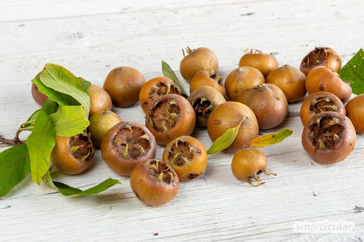 Mispel-Salsa: süß-pikanter Dip mit der regionalen Herbstfrucht