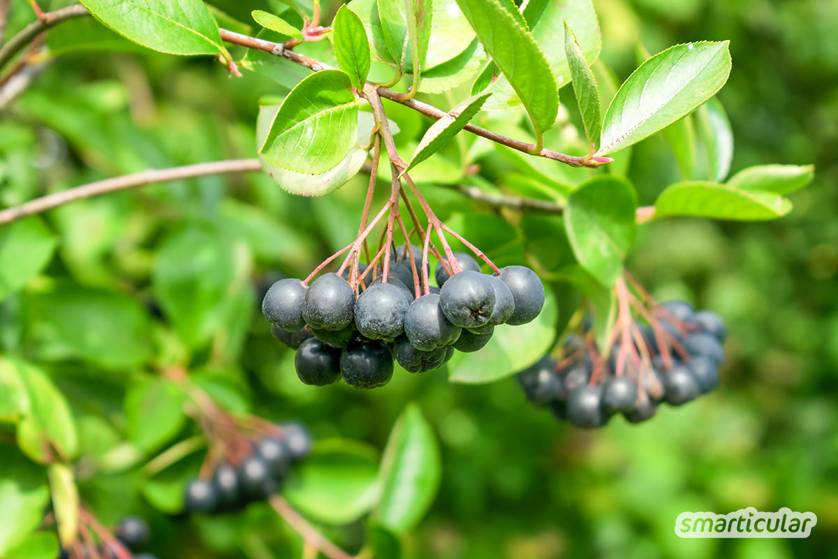 10 gesunde Beeren pflanzen für den Naschgarten – smarticular Verlag