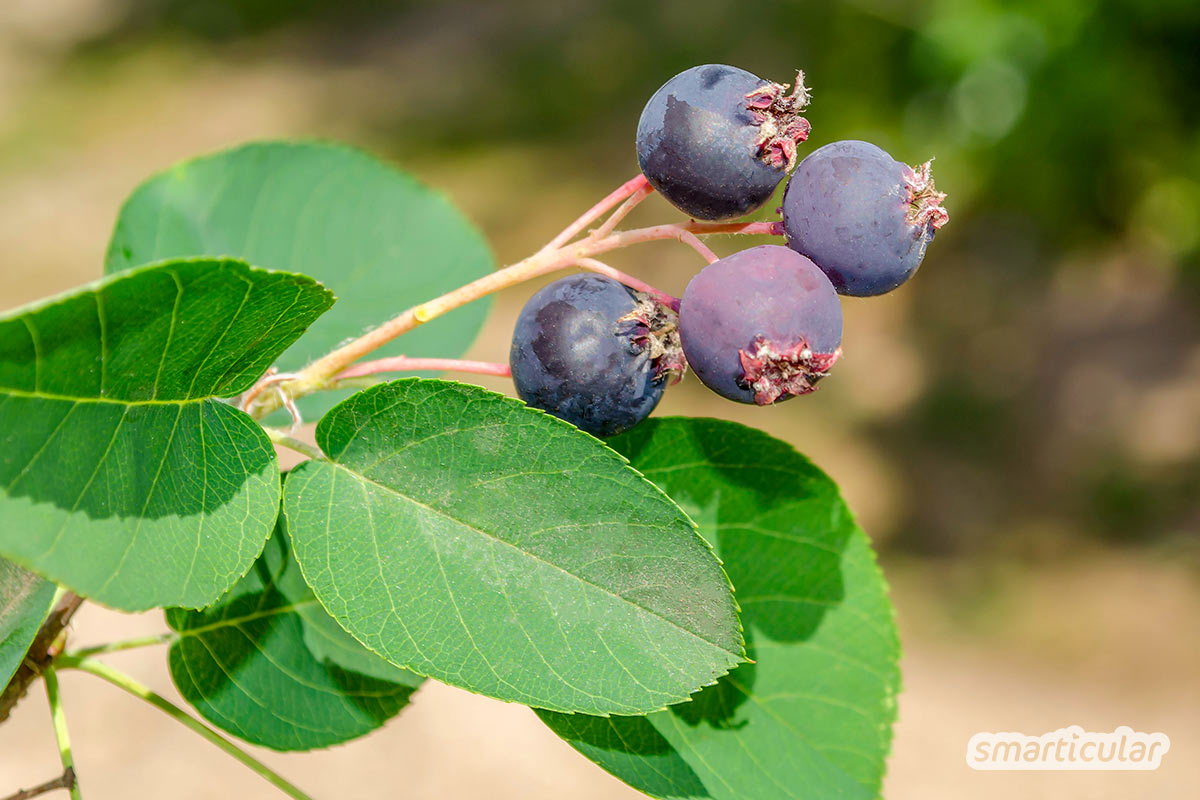 10 gesunde Beeren pflanzen für den Naschgarten – smarticular Verlag