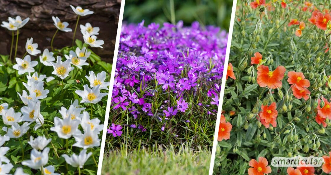 Dieses sonnige Sandbeet lieben fast alle Blumen (mit Anleitung ...