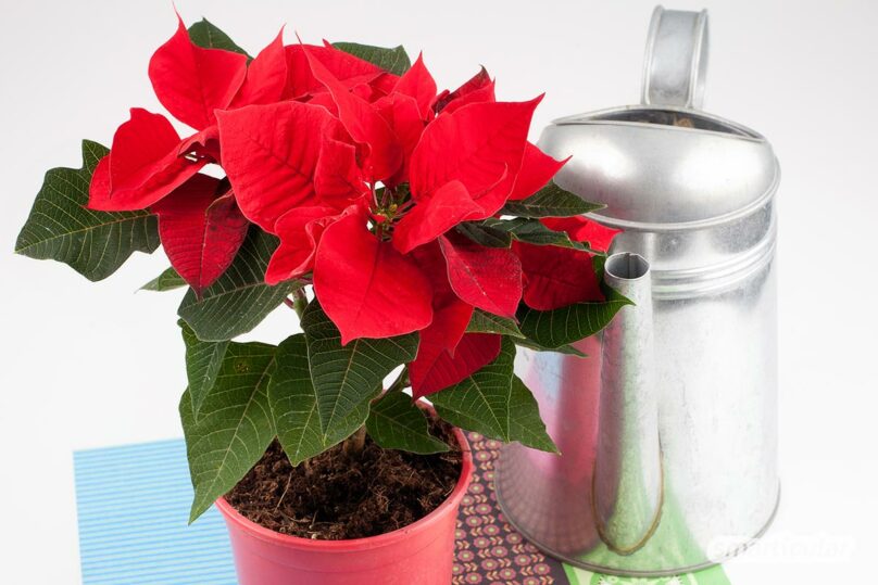 Weihnachtssterne Richtig Pflegen
