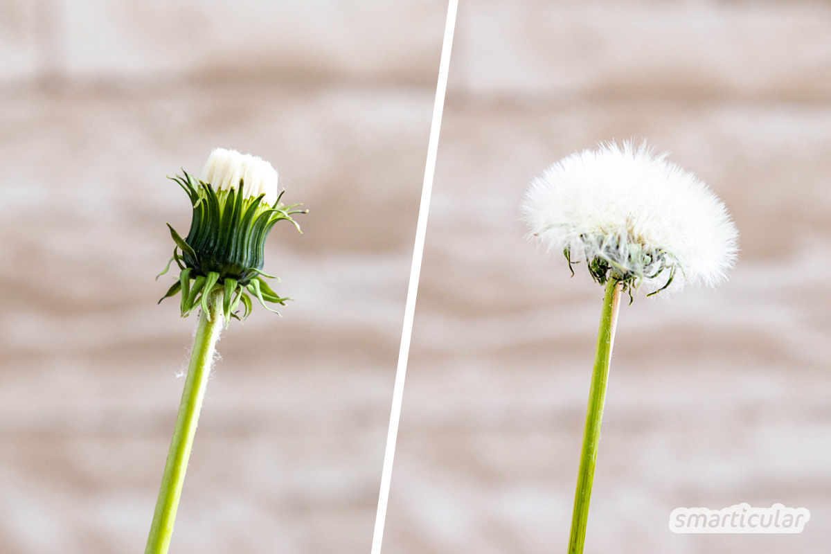 Pusteblume haltbar machen – so einfach lassen sich die Blüten ...