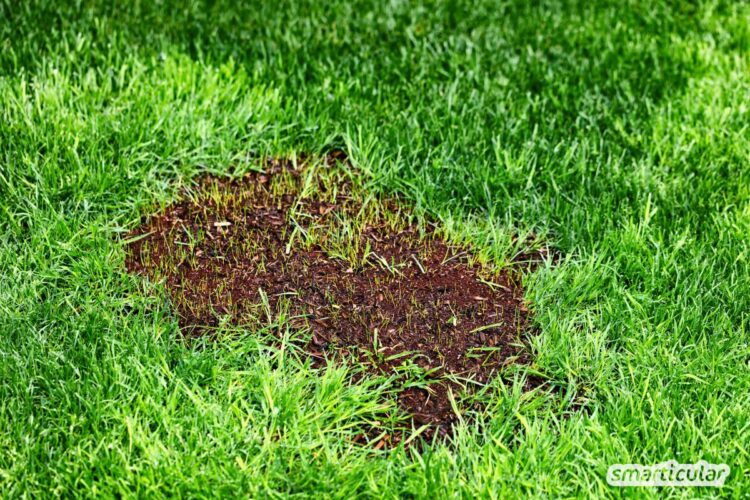 Moos im Rasen entfernen - ohne fragwürdige Moosvernichter – smarticular ...